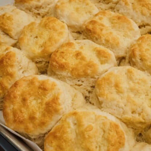 The Most Fluffy and Buttery Biscuits Ever - Easy Buttery, Tender Biscuits